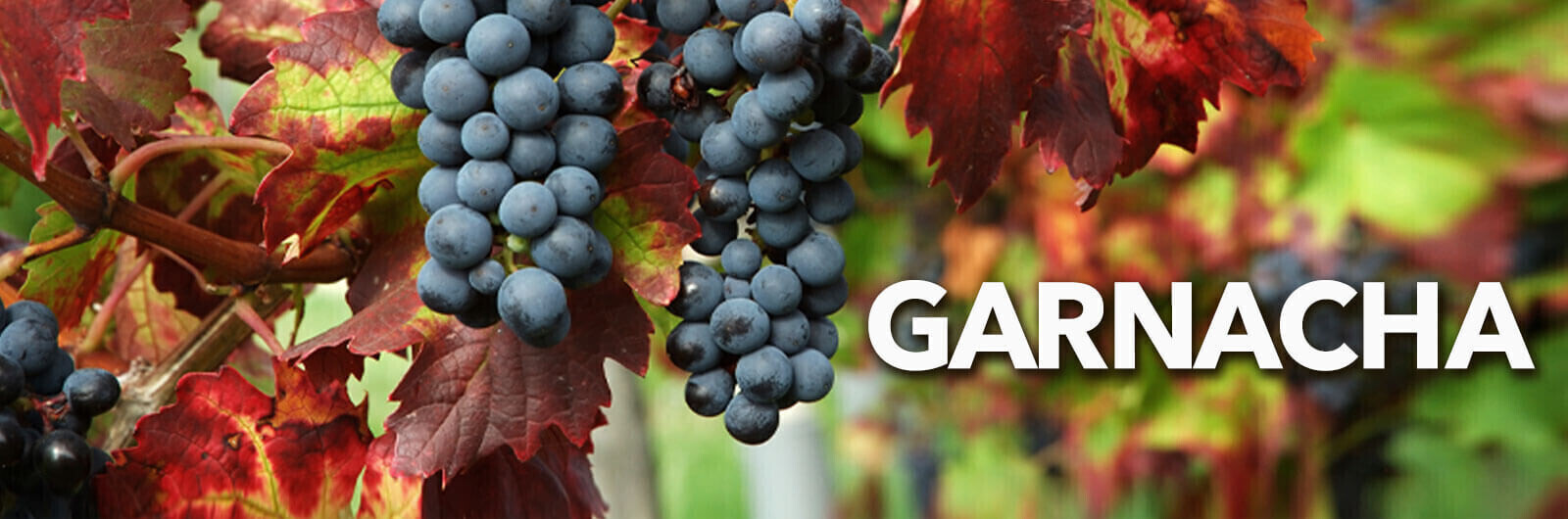 Garnacha the Great - Sparrow Wine & Liquor Co. Hoboken NJ, Hoboken, NJ