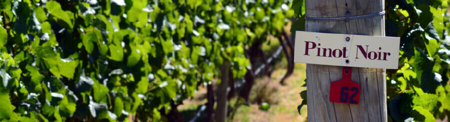 Pinot Noir - 4000 Wines, 3500 Spirits, 3500 Beers. Shipping in ...
