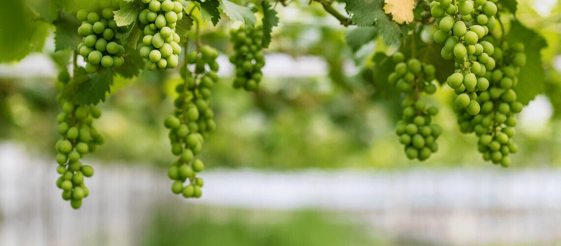 Clean + Organic Wines for the New Year - Wine ConneXtion, North Andover ...